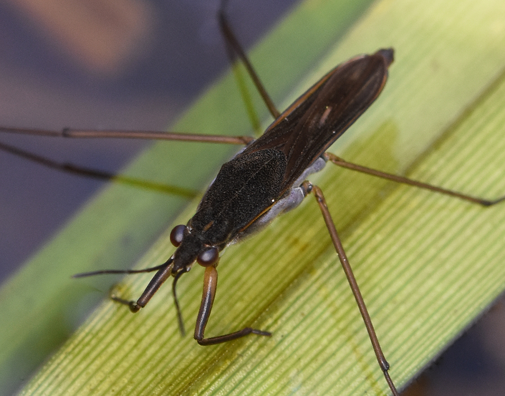 Common water strider - Joint Management of Urban Wetland Areas